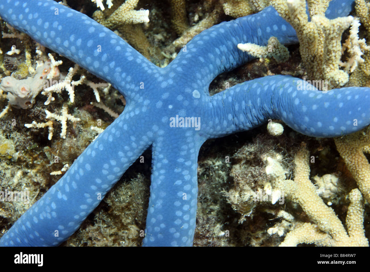 Blue starfish extracting food from coral on reef Stock Photo - Alamy