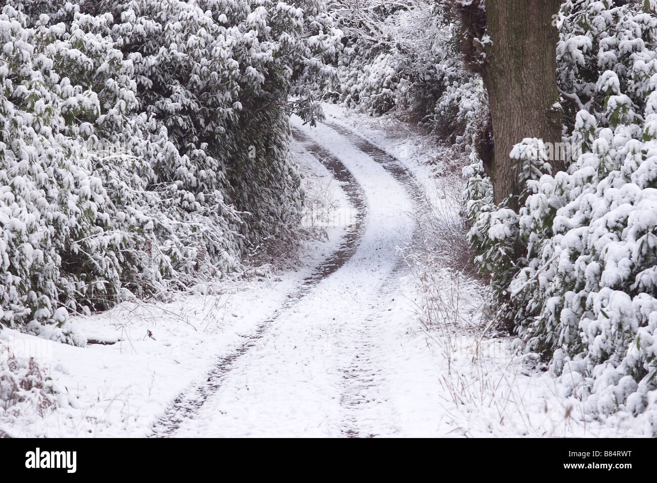 Snowy Track through Woods Stock Photo - Alamy