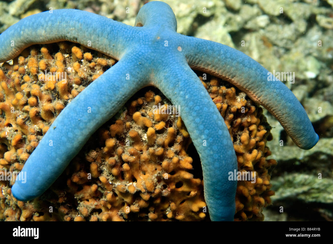 Blue starfish extracting food from coral on reef Stock Photo - Alamy
