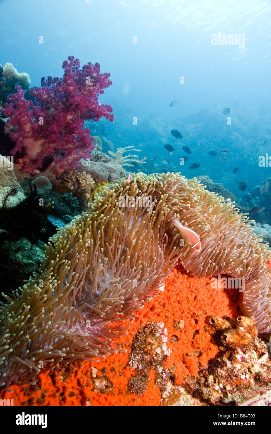Indonesian coral reef in North Sulawesi near Manado Stock Photo - Alamy