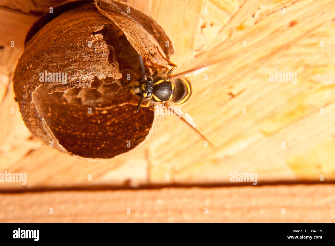 Wasps Nest Shed High Resolution Stock Photography and Images - Alamy