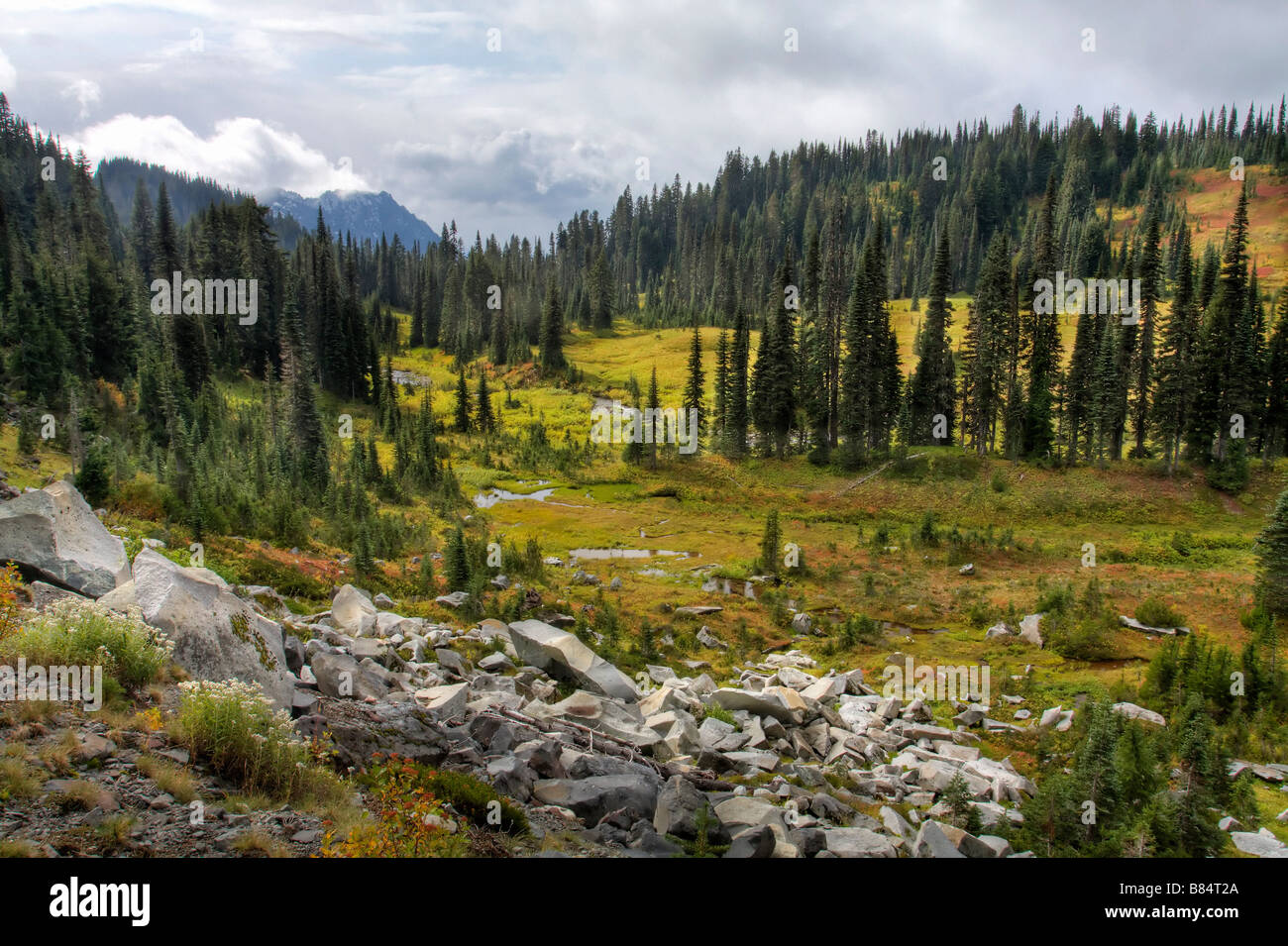 Forest, Pierce County, Washington Stock Photo - Alamy