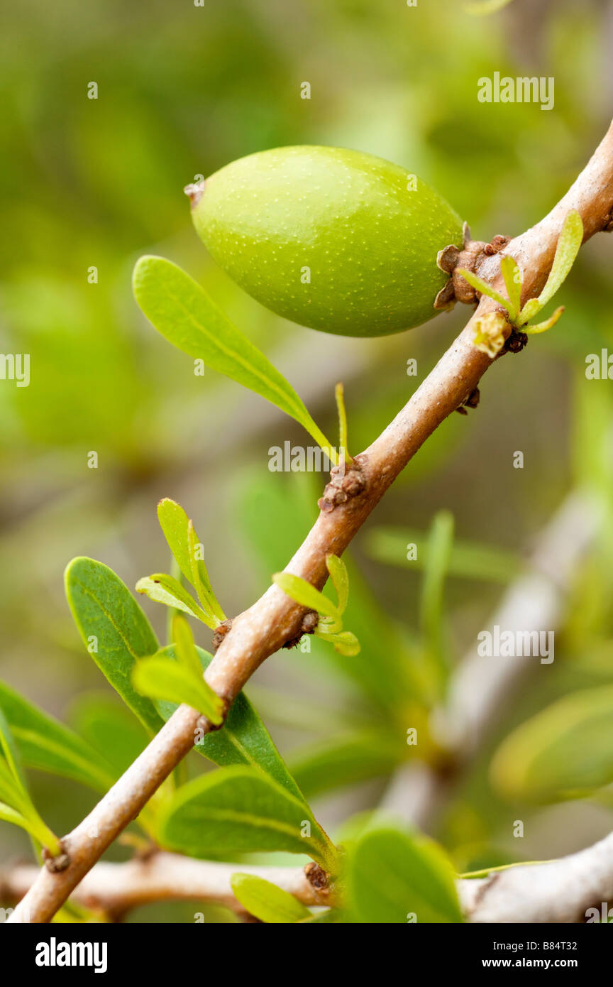 Argan Fruit High Resolution Stock Photography and Images - Alamy