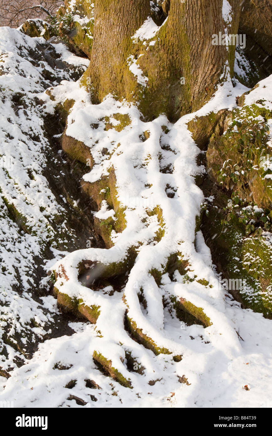 snow on tree roots in Ambleside Cumbria UK Stock Photo - Alamy