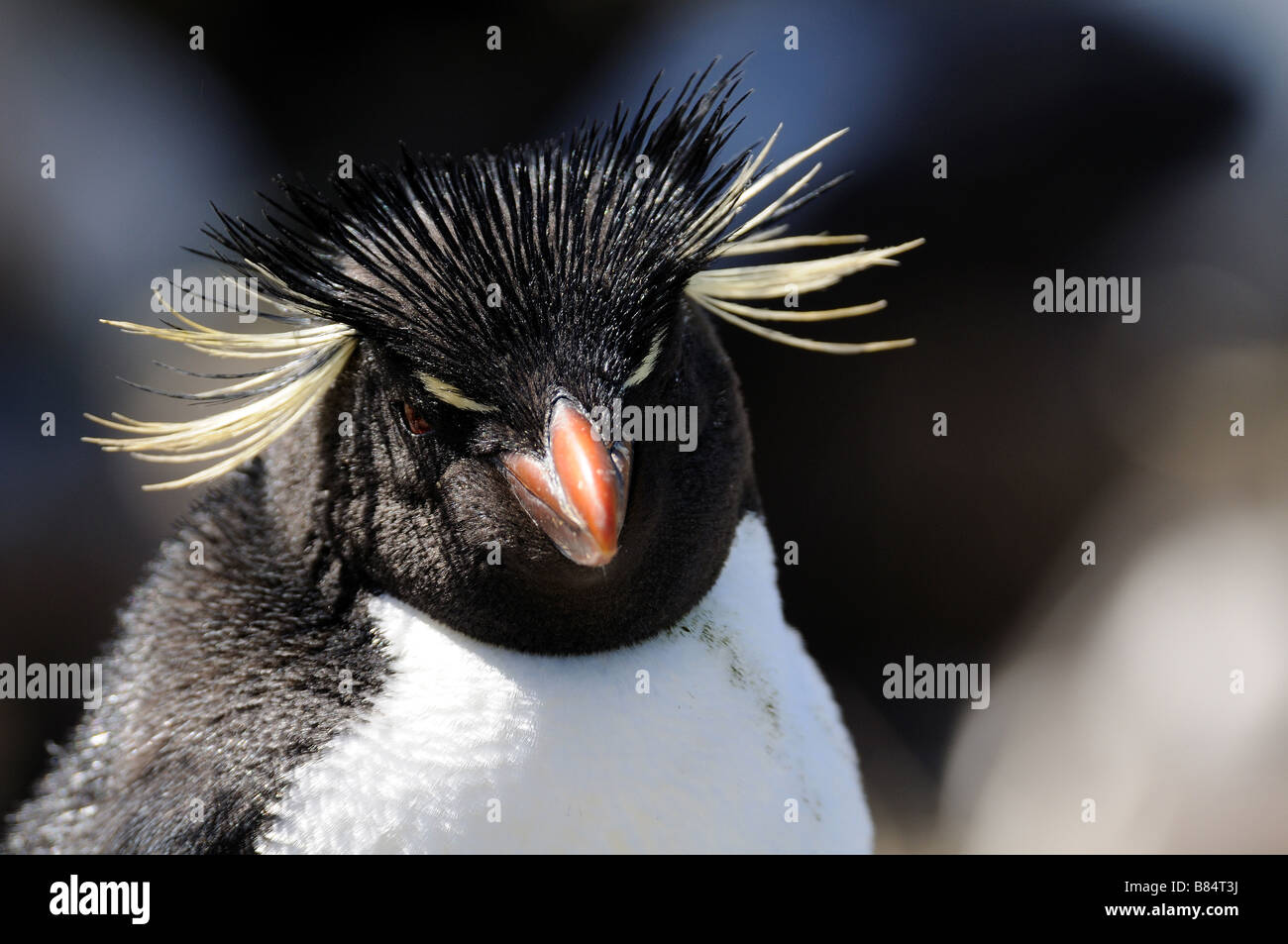 Penguin head hi-res stock photography and images - Alamy