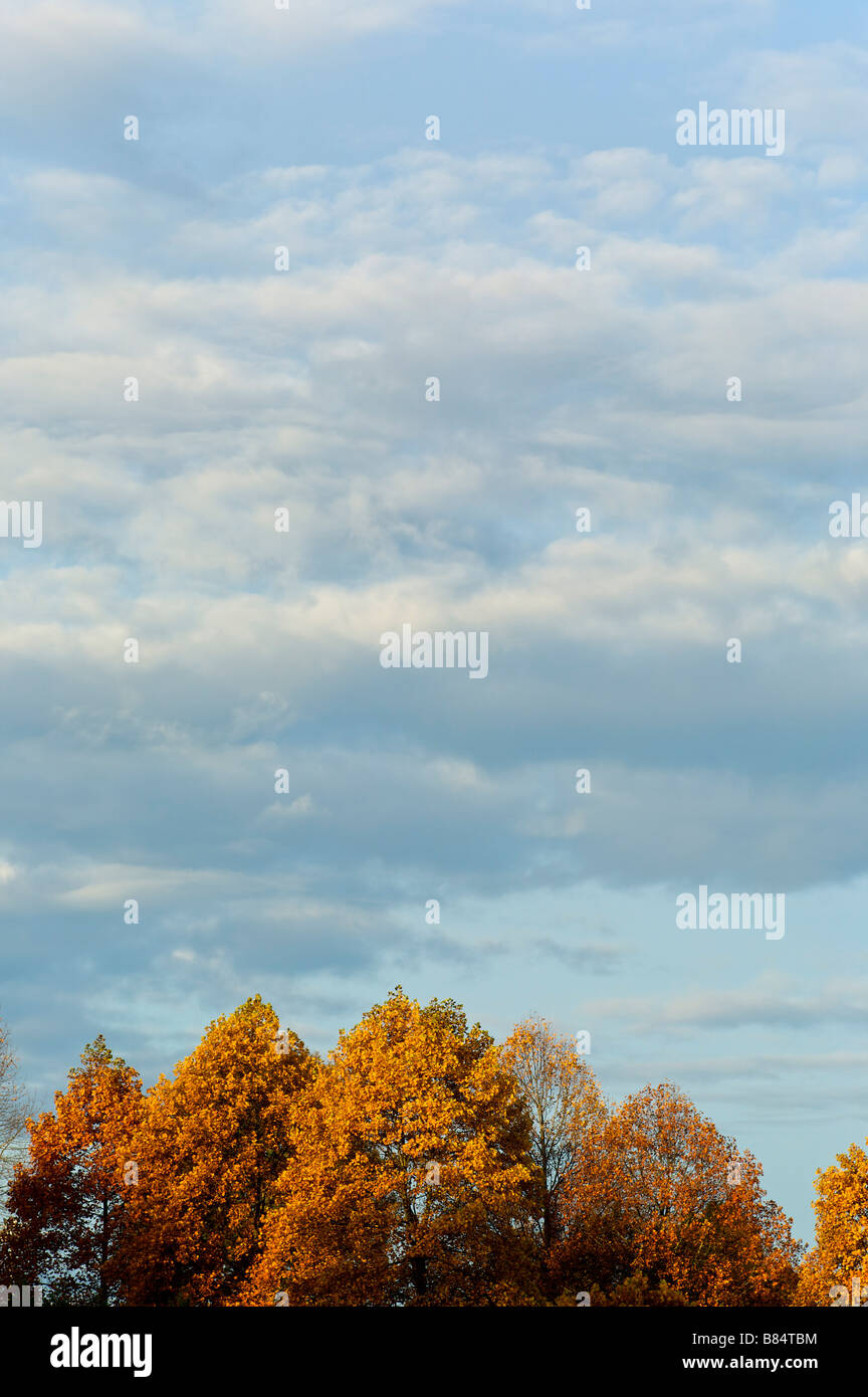 Cloudy blue sky and autumn trees Stock Photo - Alamy