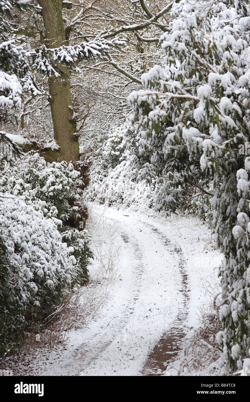 Snowy Track through Woods Stock Photo - Alamy