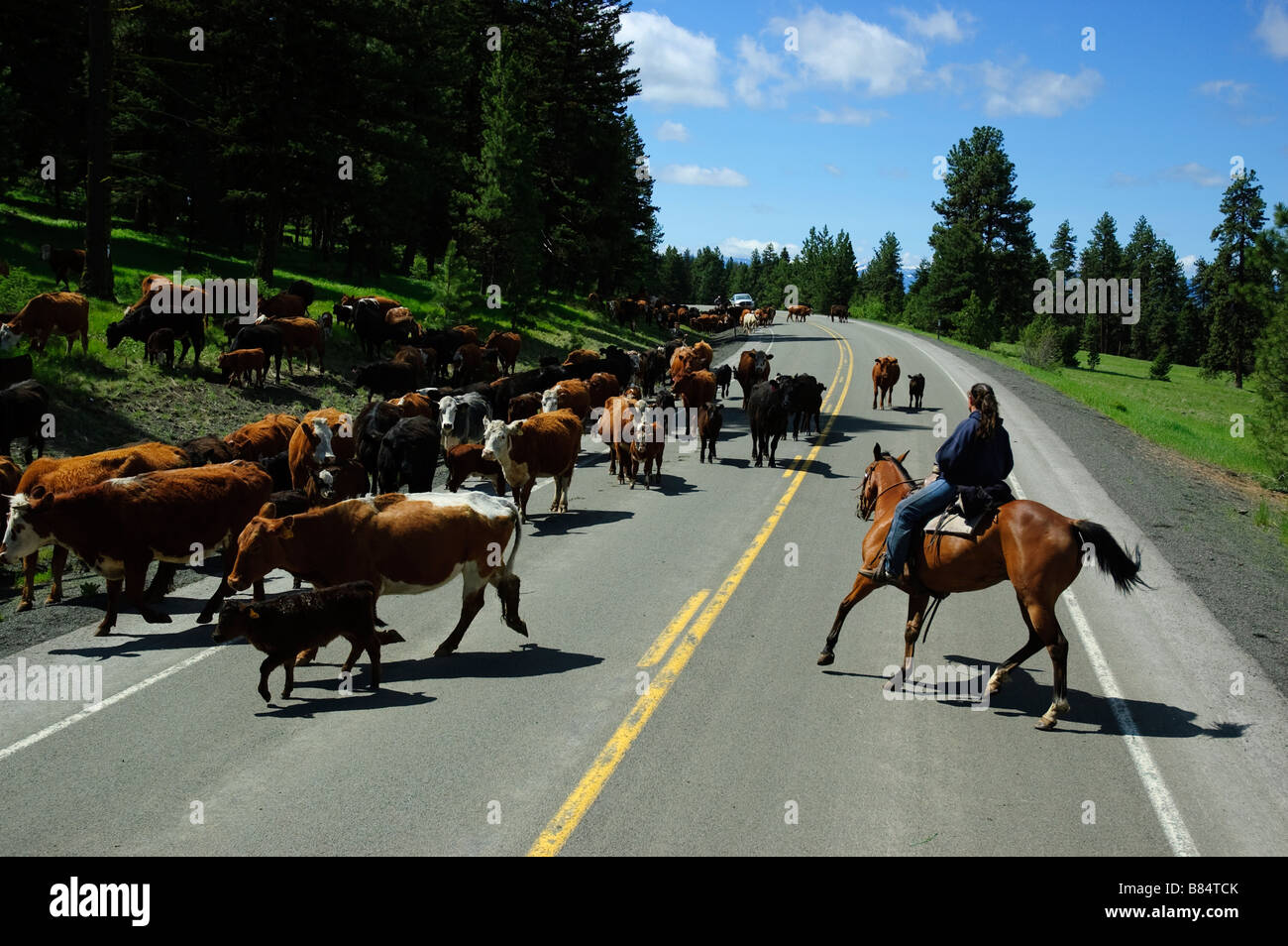 Cowgirl herding cattle hi-res stock photography and images - Alamy
