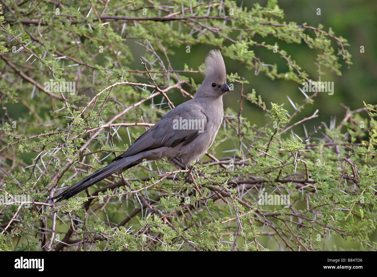 Gray Lourie Madikwe game reserve South Africa Stock Photo - Alamy