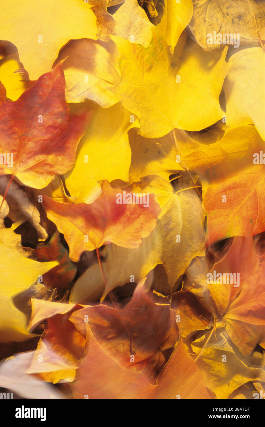 New maple leaves pattern hi-res stock photography and images - Alamy