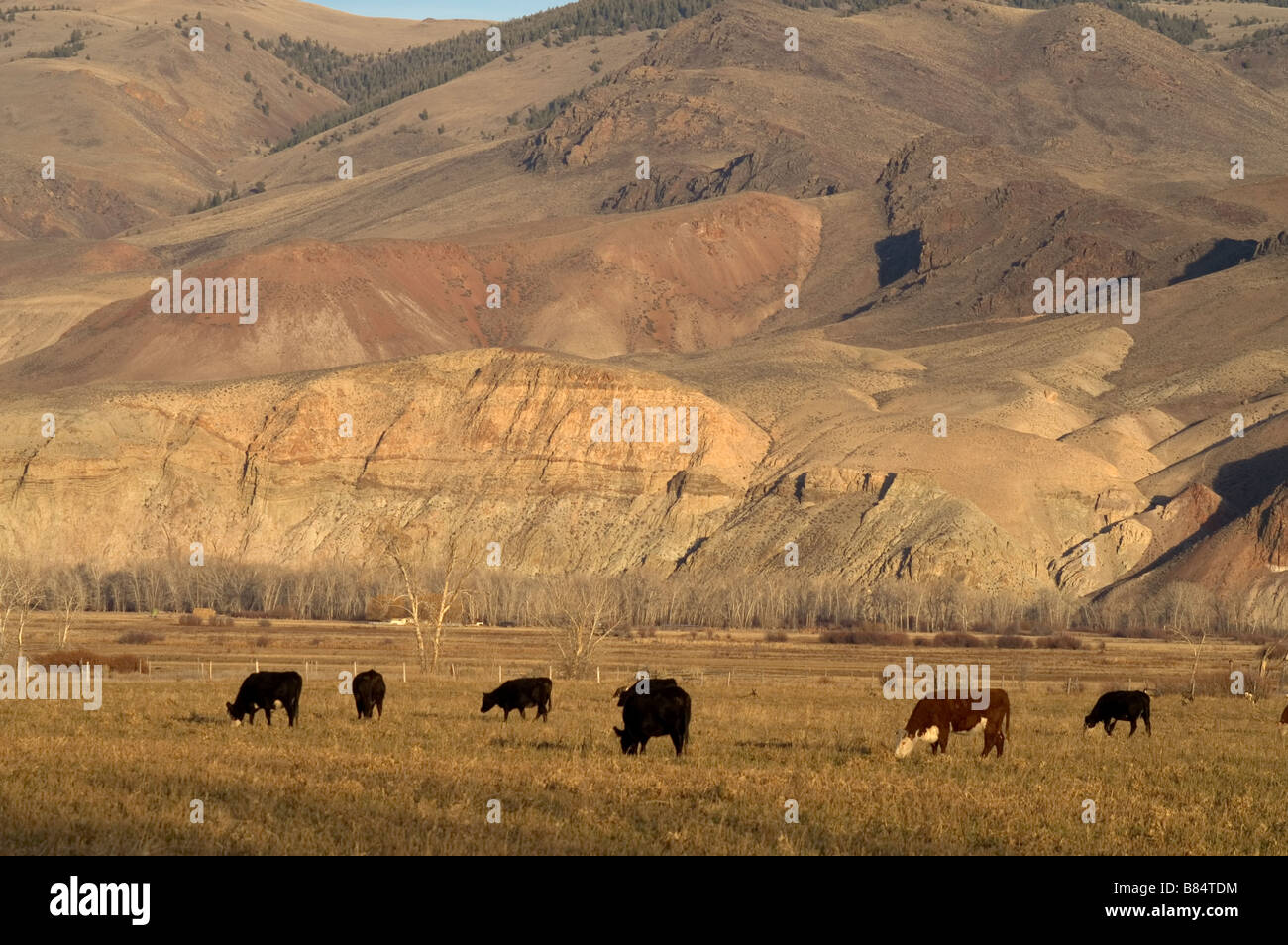 Idaho cattle ranch hi-res stock photography and images - Alamy