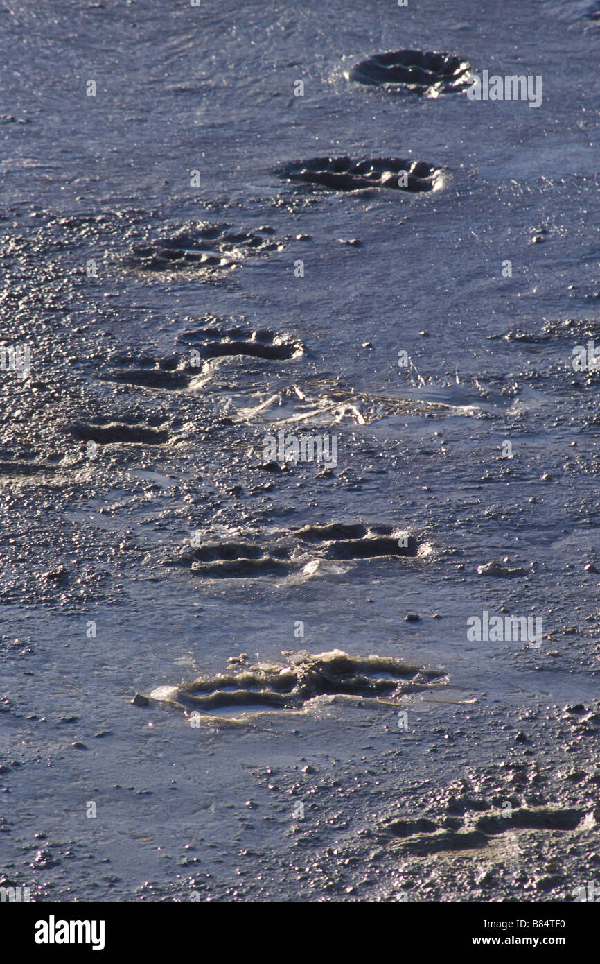 Bear tracks in mud hi-res stock photography and images - Alamy
