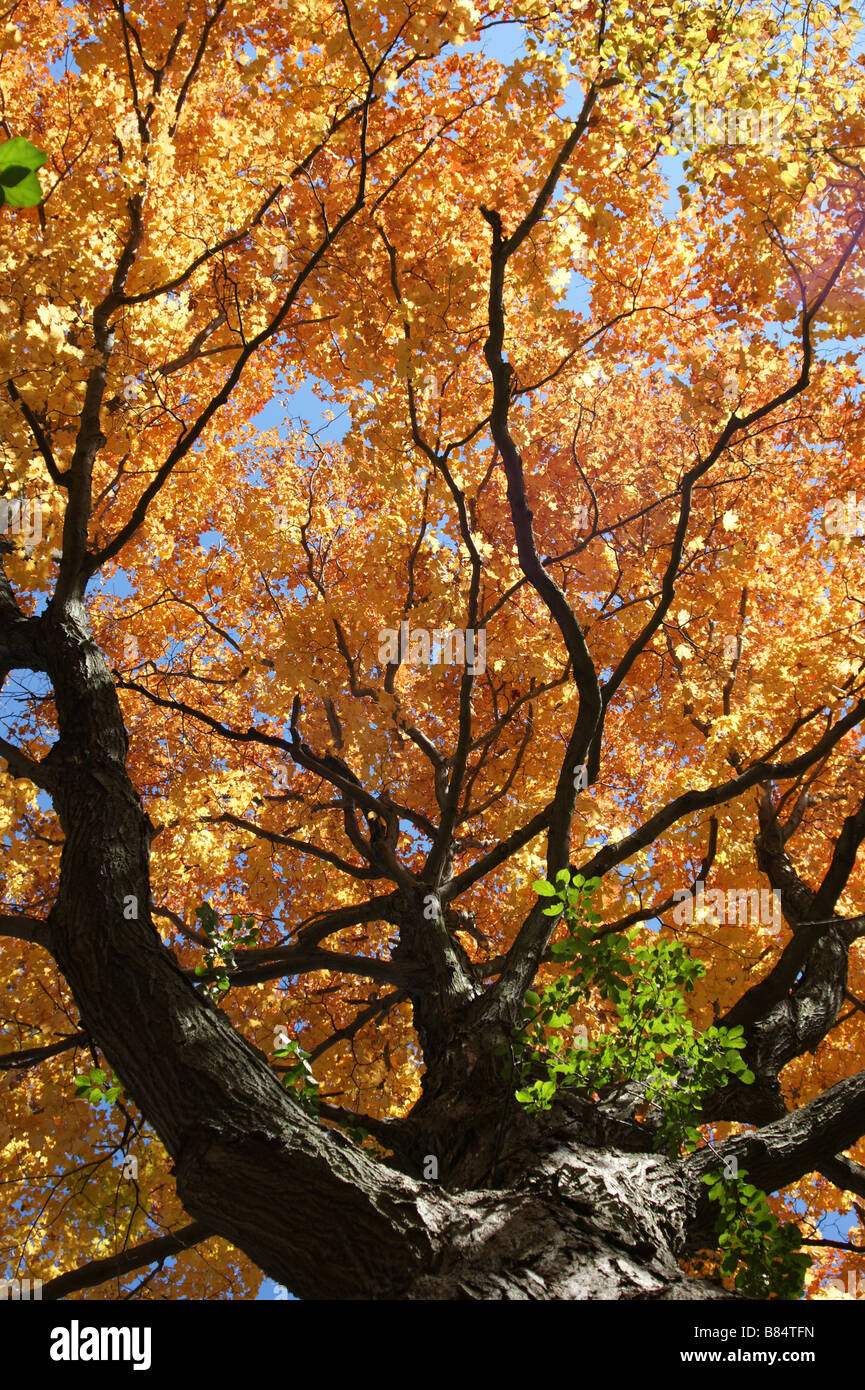 Forest oak tree hi-res stock photography and images - Alamy