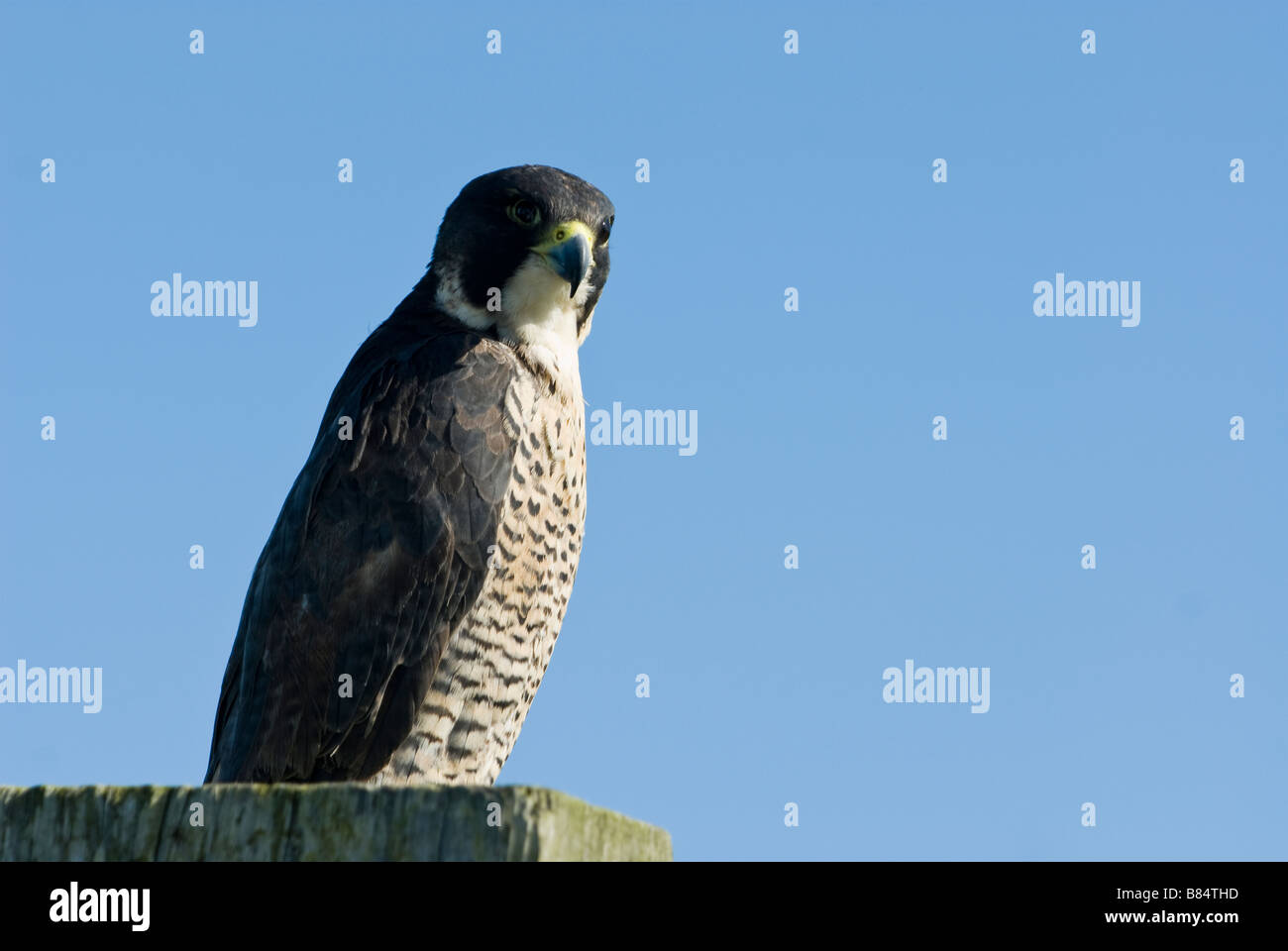 Peregrine falcon Cut Out Stock Images & Pictures - Alamy