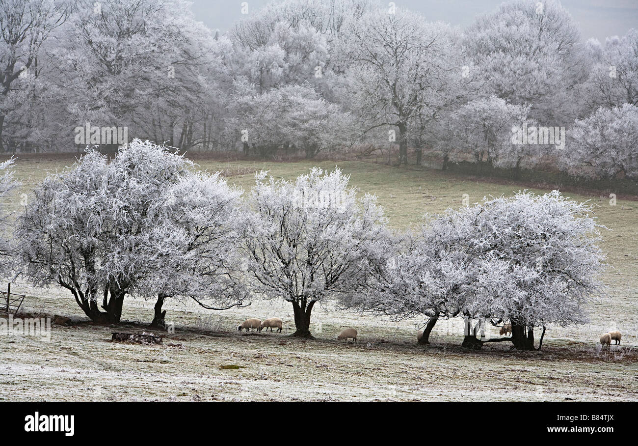 Sheep grazing trees hi-res stock photography and images - Alamy
