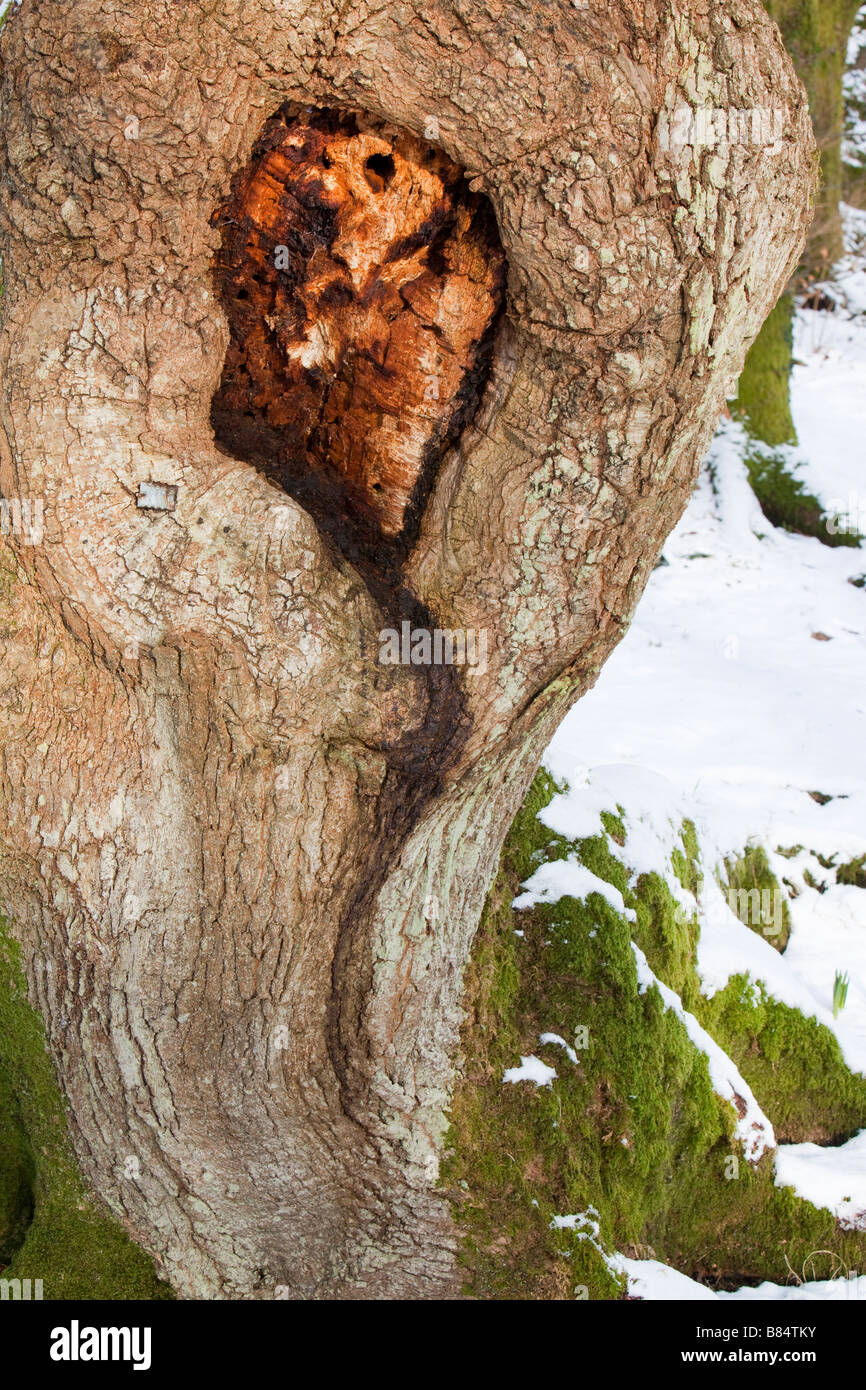 Tree Branch Snapped Off High Resolution Stock Photography and Images ...