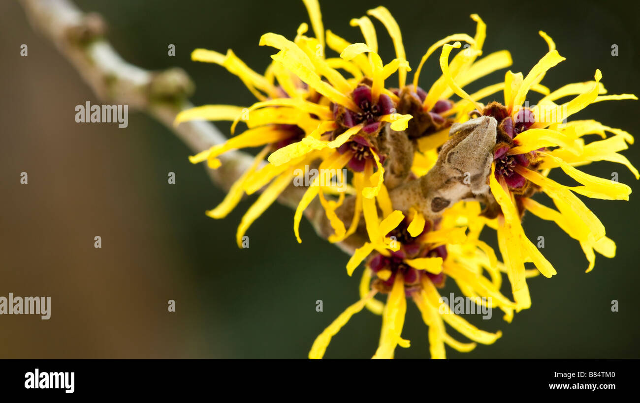 Witch hazel flower hi-res stock photography and images - Alamy