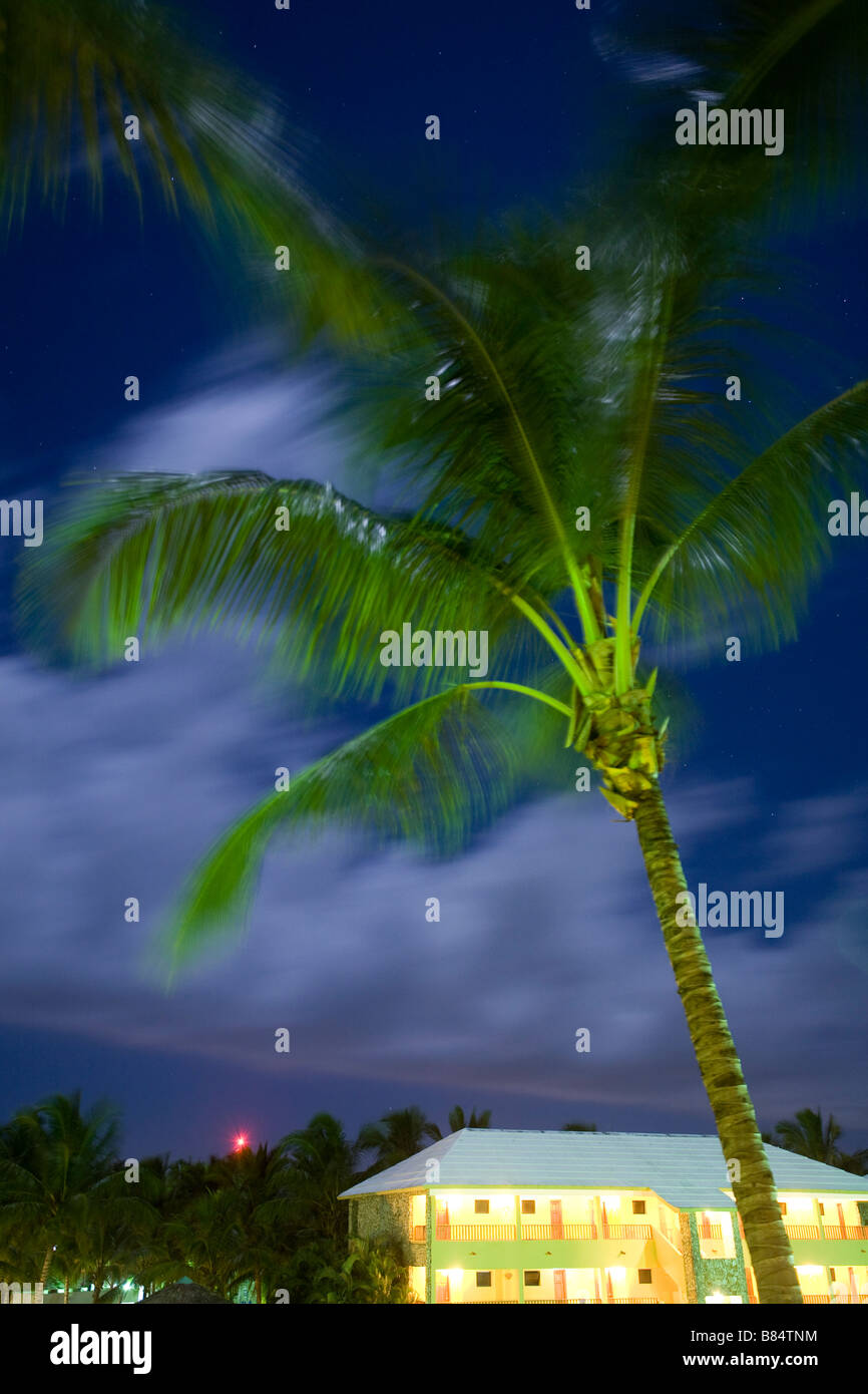 palm tree at night Stock Photo - Alamy