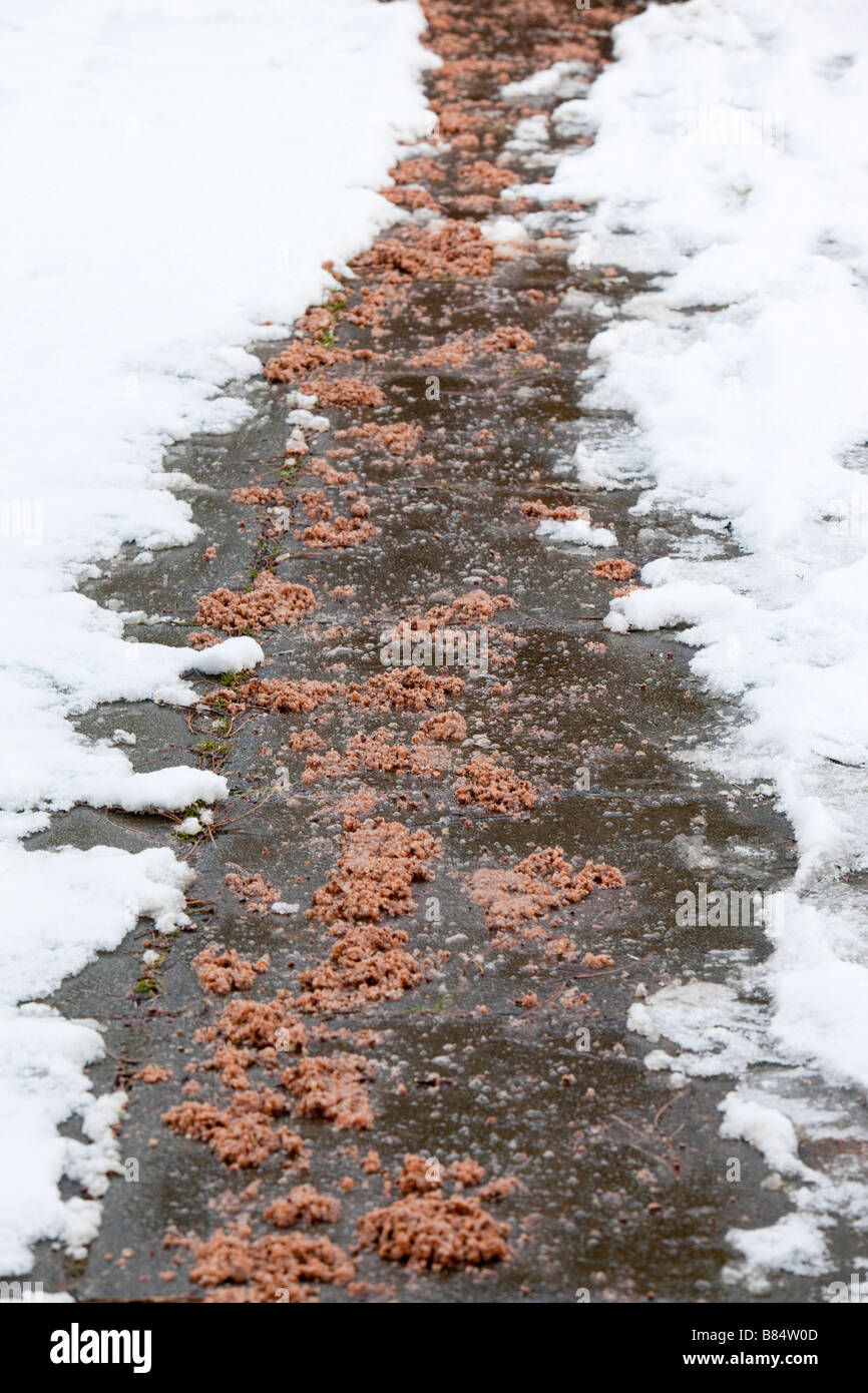 Grit pathway hi-res stock photography and images - Alamy