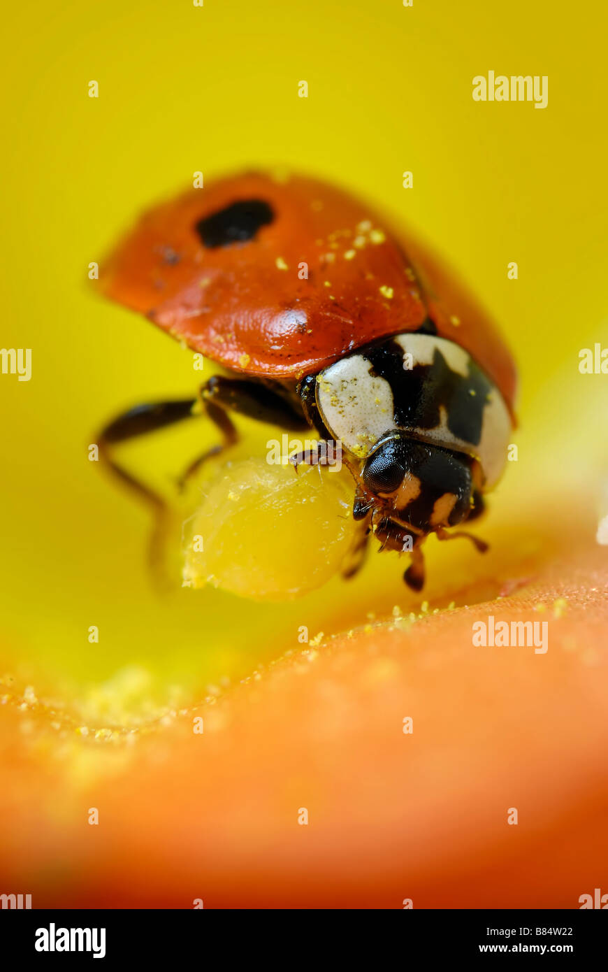 Ladybirds ladybugs bugs bug insect insects hi-res stock photography and ...