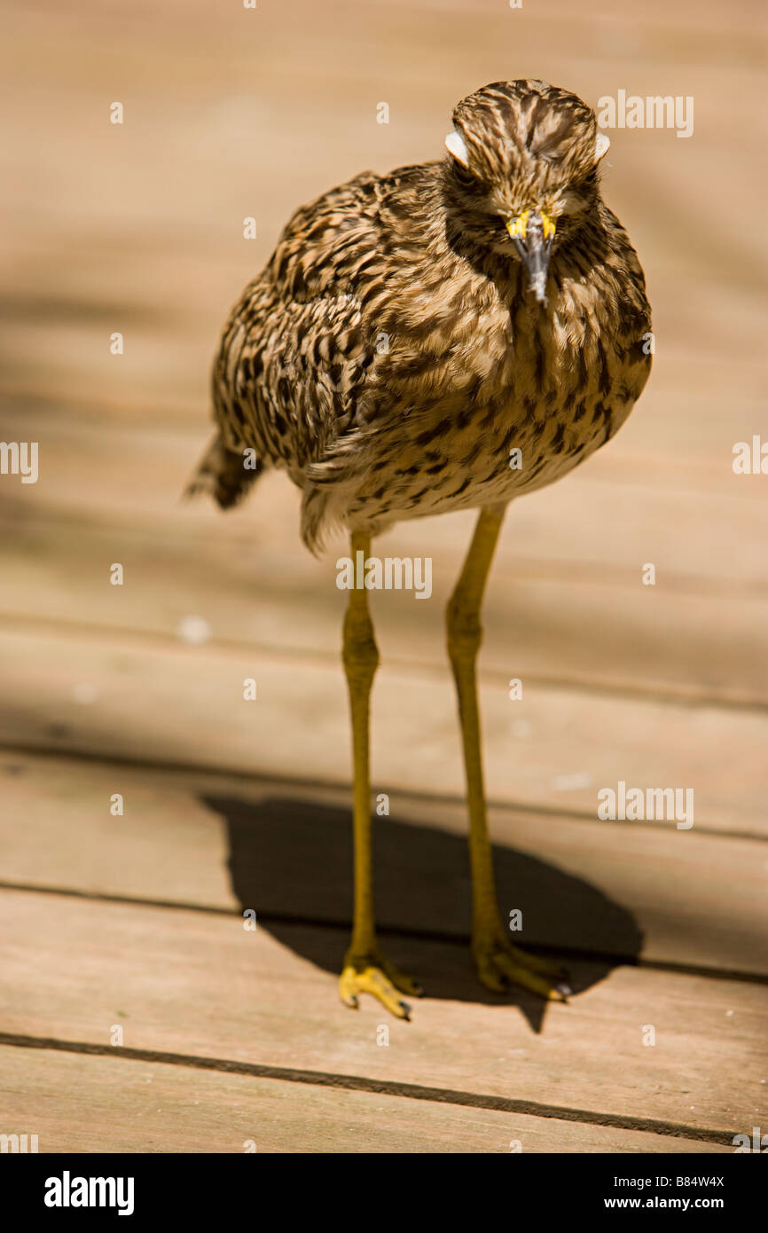 Spotted dikkop hi-res stock photography and images - Alamy