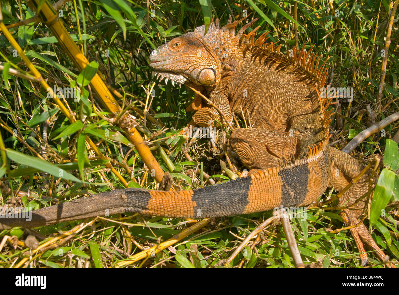 Iguana tail hi-res stock photography and images - Alamy