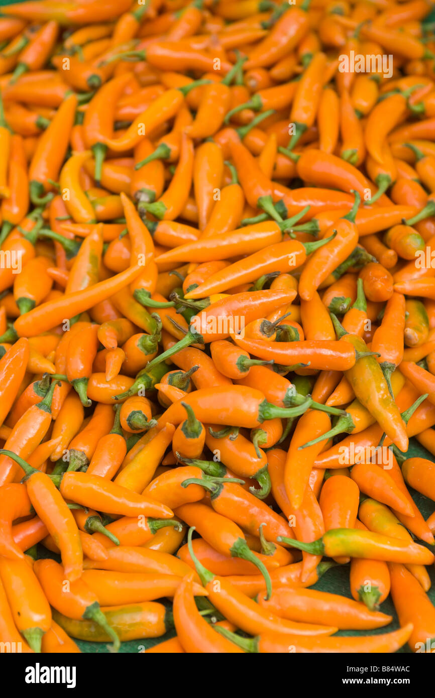 Orange Chilli Peppers Bangkok Thailand Stock Photo - Alamy