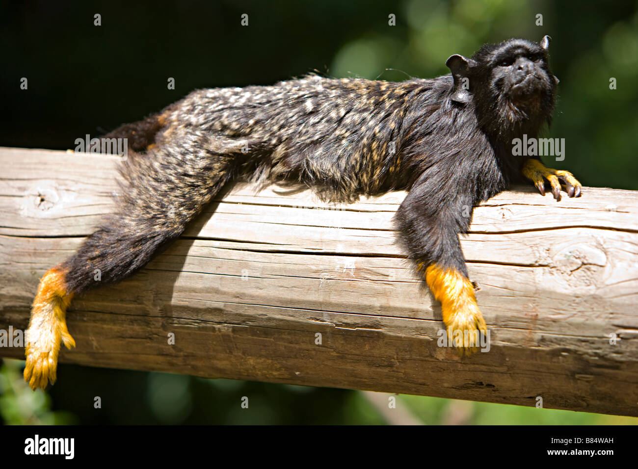 Golden Handed Tamarin ( Sanguinus Midas ) Central America Stock Photo ...