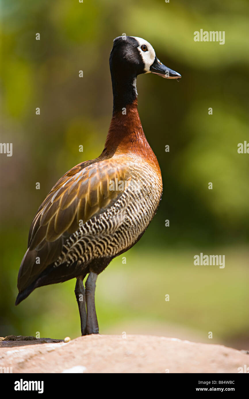 White faced duck Stock Photo - Alamy