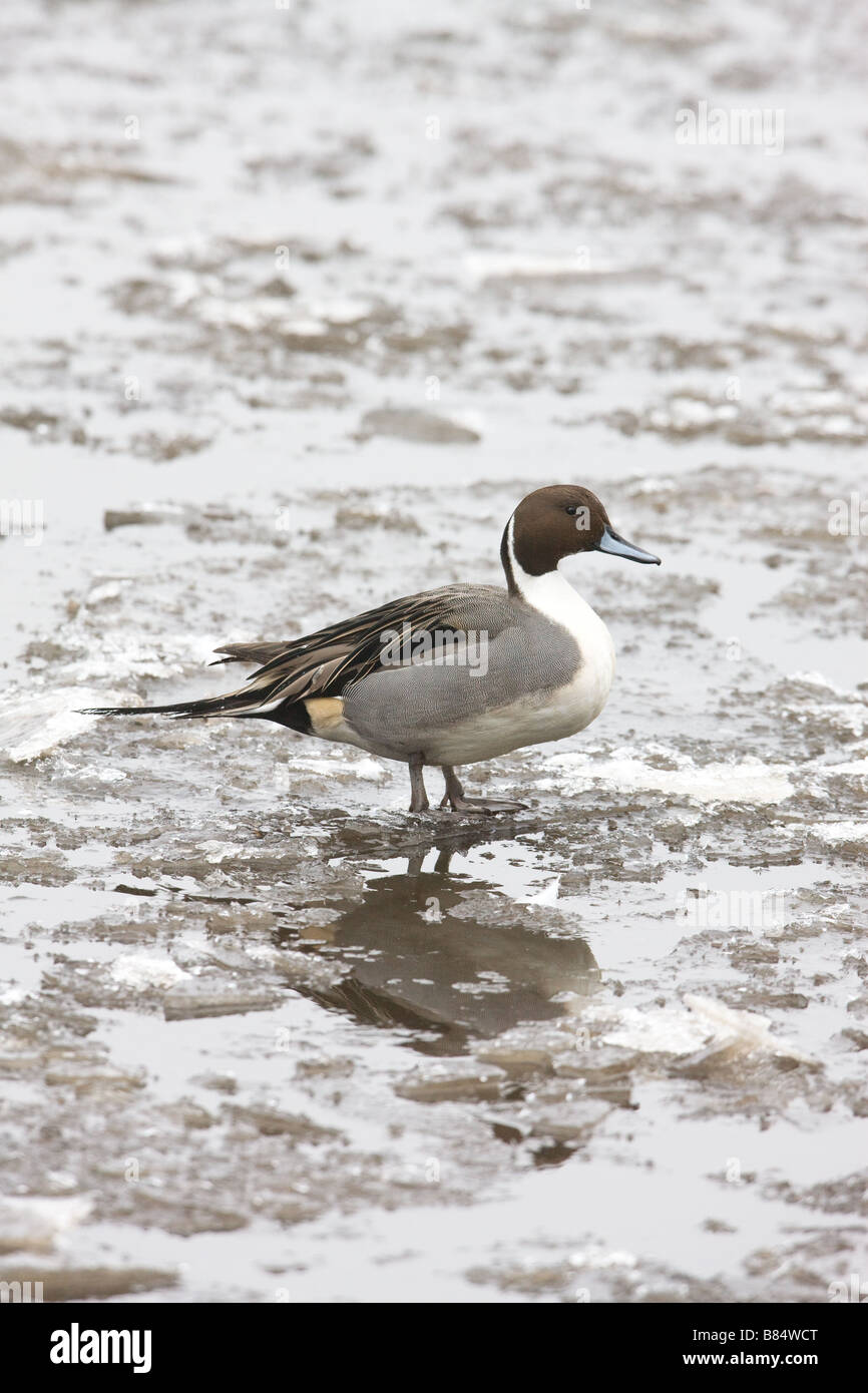 Adult pintail hi-res stock photography and images - Alamy