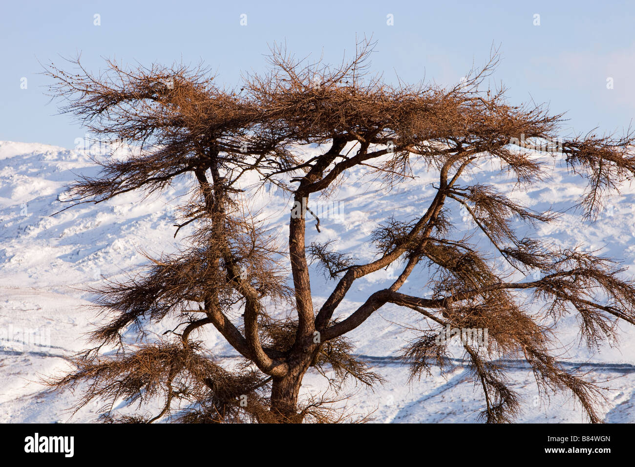 Larch with snow hi-res stock photography and images - Alamy