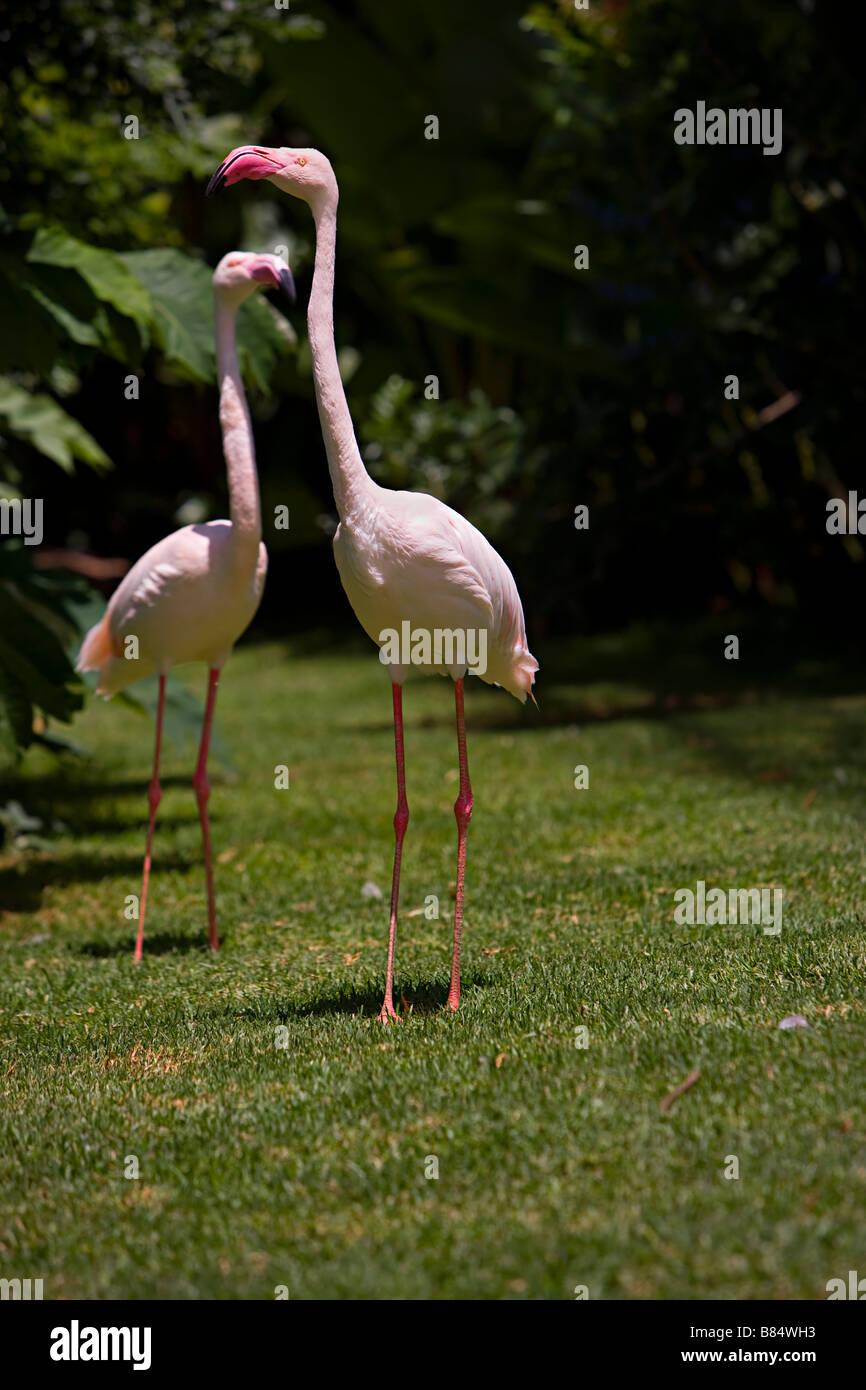 Two greater flamingos hi-res stock photography and images - Alamy