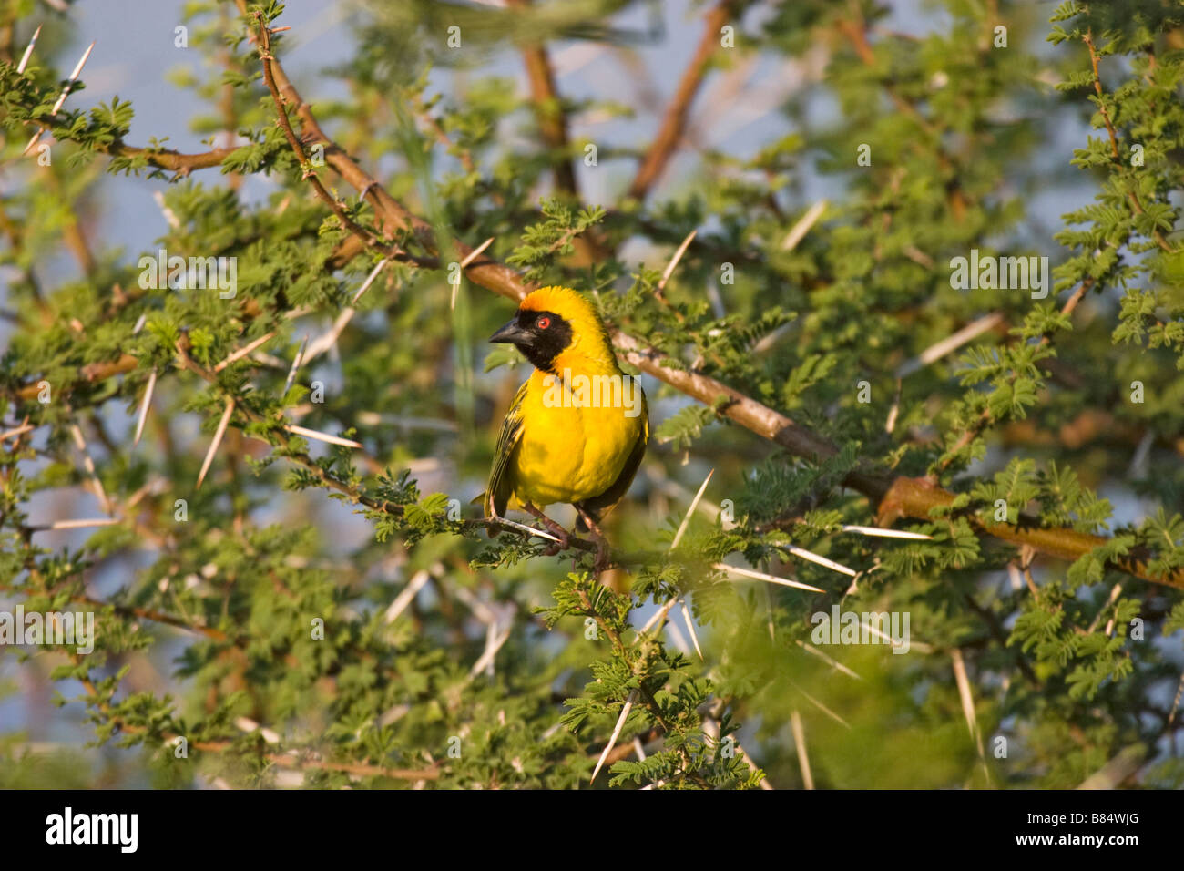 Weaver bird in a thorn tree Madikwe game reserve South Africa Stock ...