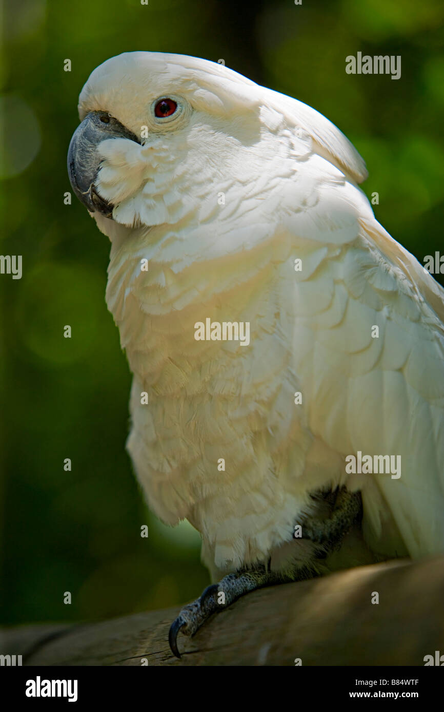 Ducorps cockatoo hi-res stock photography and images - Alamy