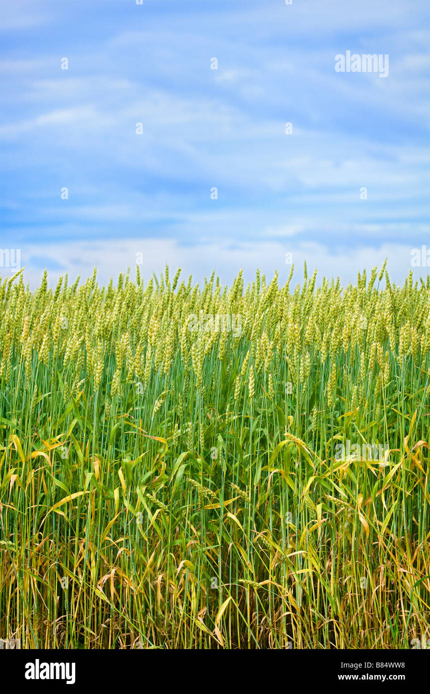 Canadian wheat hi-res stock photography and images - Alamy
