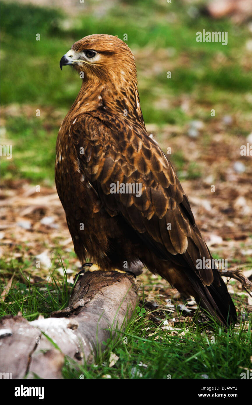Buzzard falcon hi-res stock photography and images - Alamy