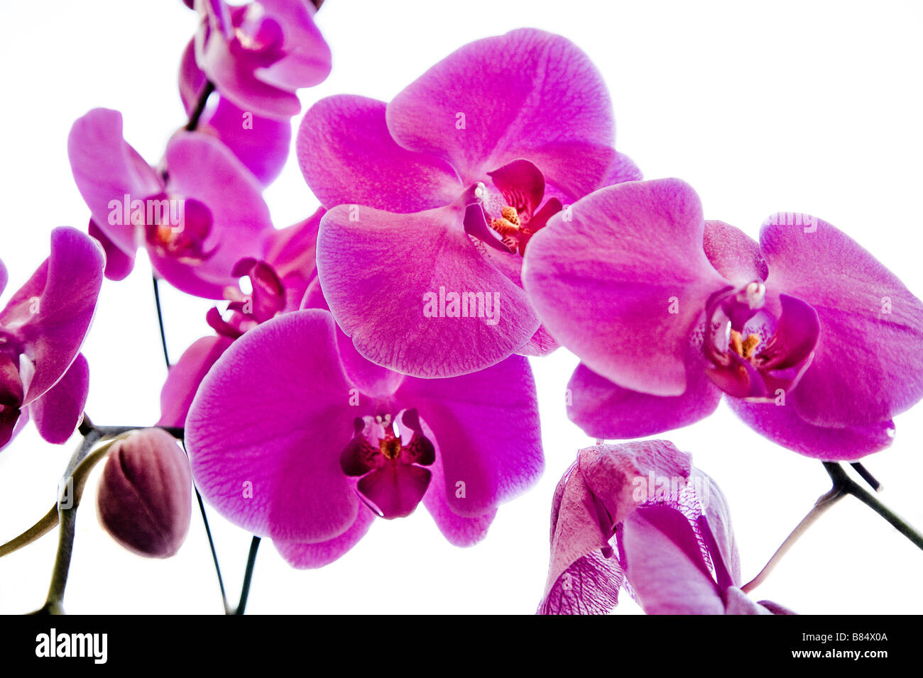 Leaves white background purple Cut Out Stock Images & Pictures - Alamy