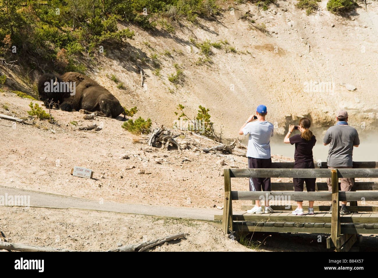 tourists watching the buffalo along Mud Volcano trail in Yellowstone ...