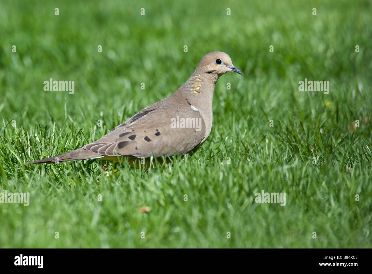 Mourning Dove feeding in green grass Stock Photo - Alamy