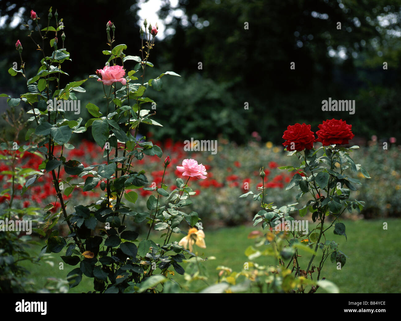 Botanical garden cultivated flowers red roses pink roses rosegarden hi ...