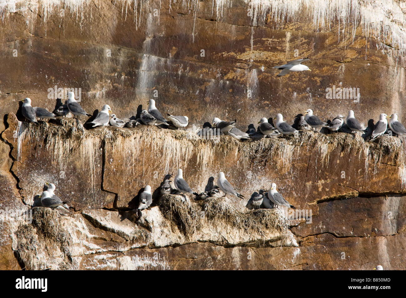 Birds nesting on a cliff face Stock Photo - Alamy