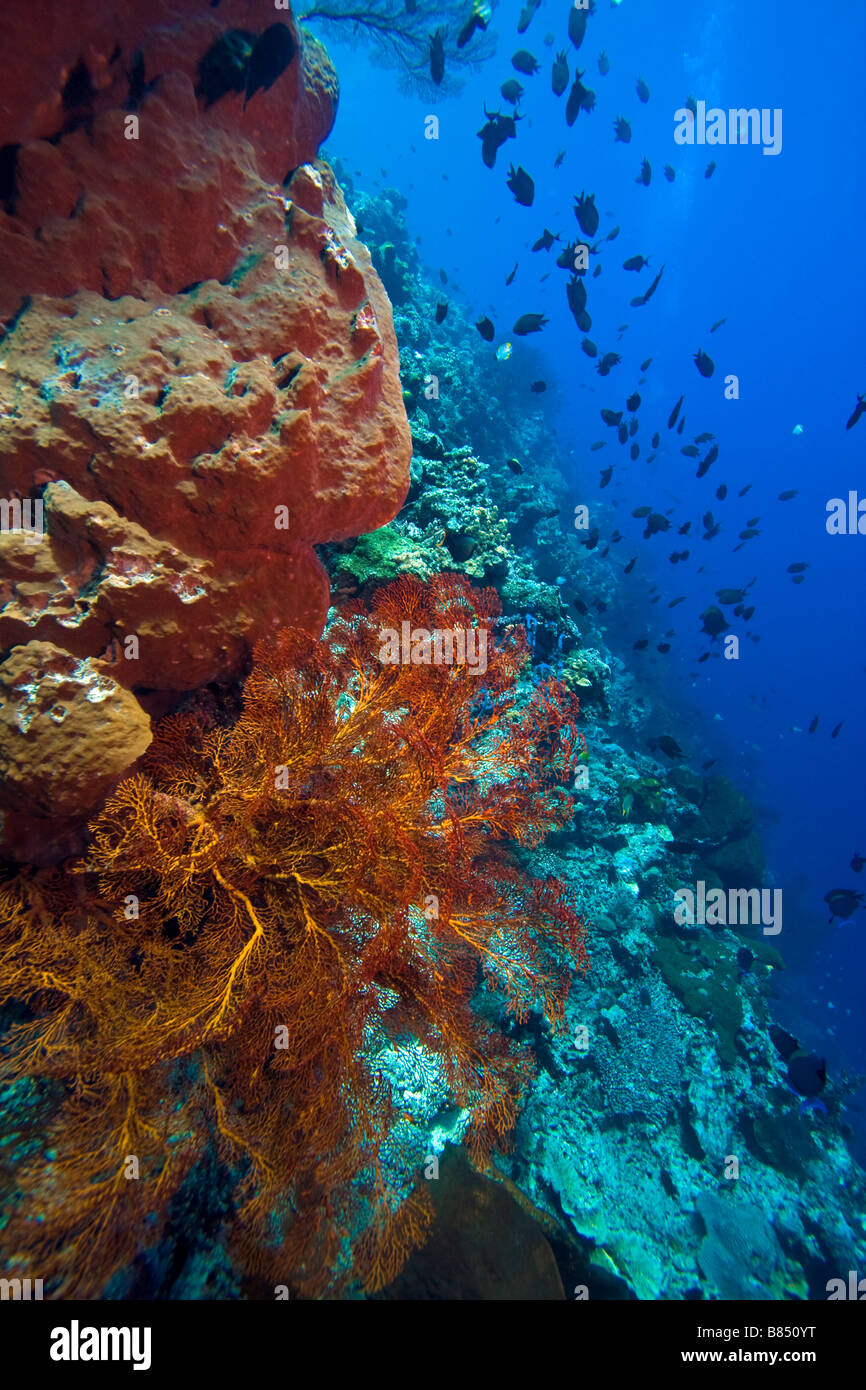 Vertical coral wall with fish feeding up and down the wall Stock Photo ...