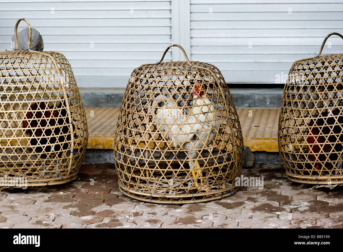 Chicken in cage on indonesian market in Bali Stock Photo - Alamy