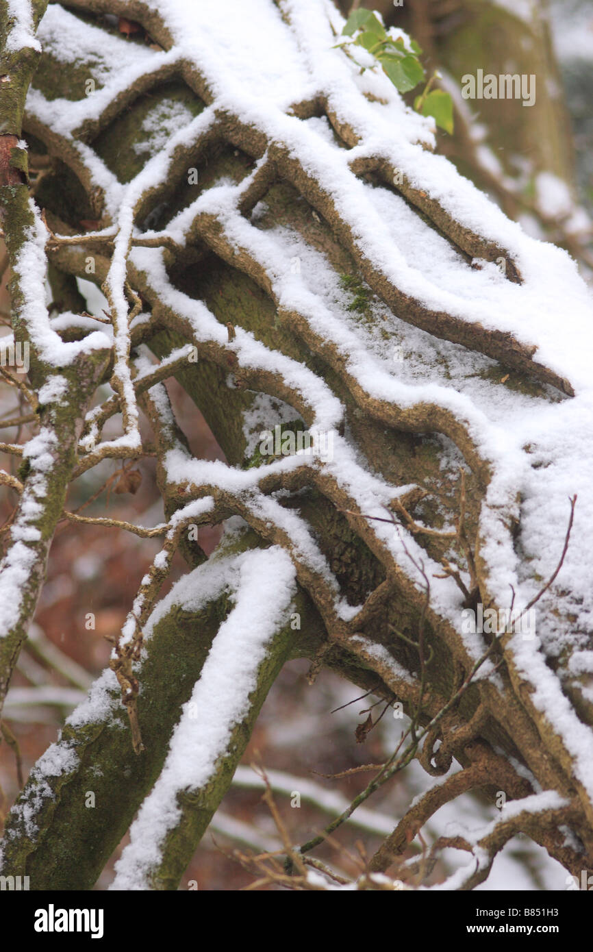 Vines snow hi-res stock photography and images - Alamy