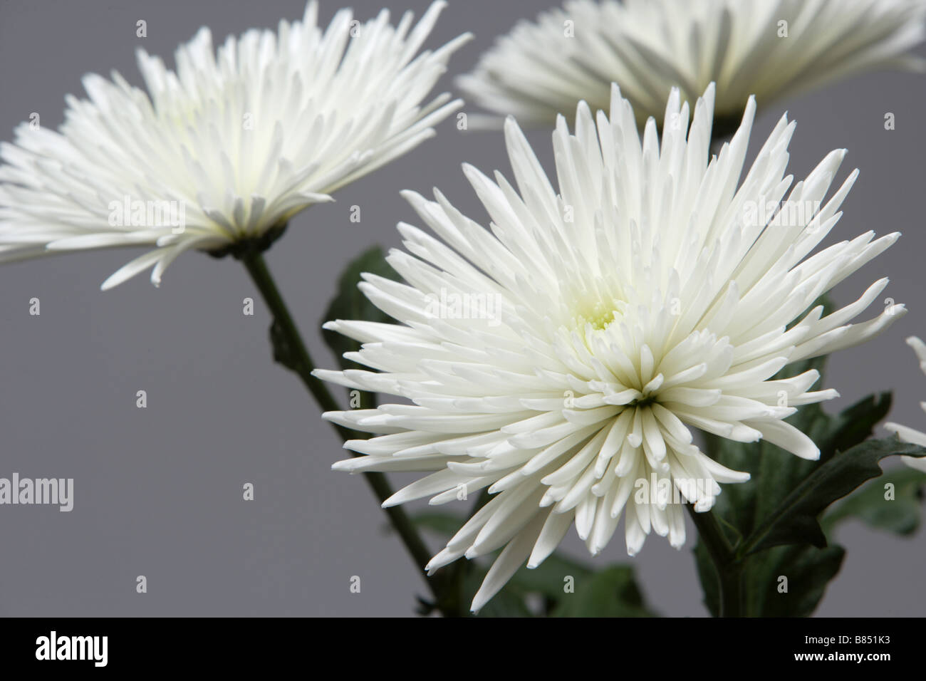 A bunch of white flowers shot in the studio Stock Photo - Alamy