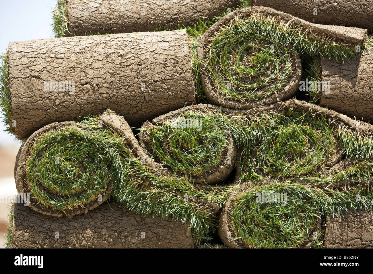What Is Sod? How To Use, Types, And Cost, 48% OFF