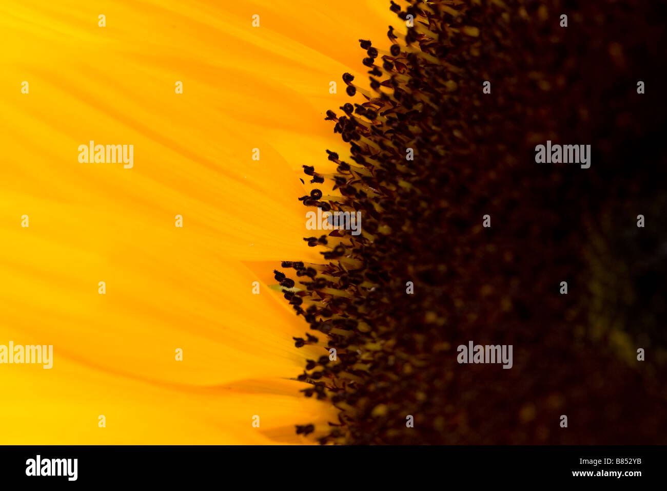 Sunflower macro hi-res stock photography and images - Alamy