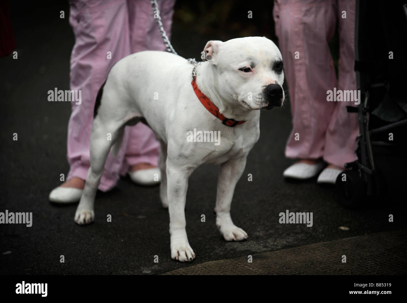 TWO TEENAGE GIRLS WITH A STAFFORDSHIRE BULL TERRIER IN THE SOUTHMEAD ...
