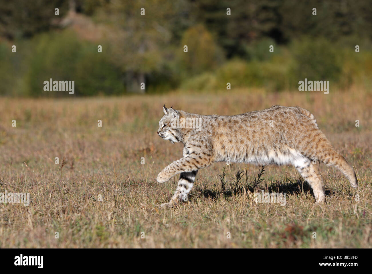 Bobcat, Lynx rufus Stock Photo - Alamy