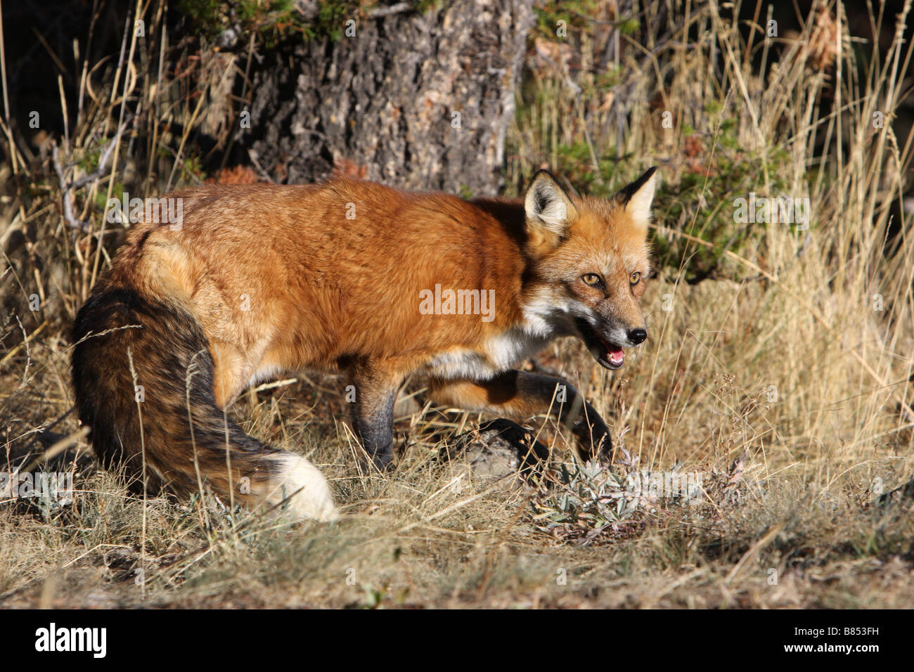 Red fox, Vulpes vulpes Stock Photo - Alamy